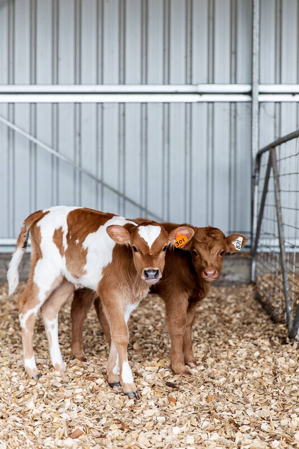 GALLERY - TrailGraze