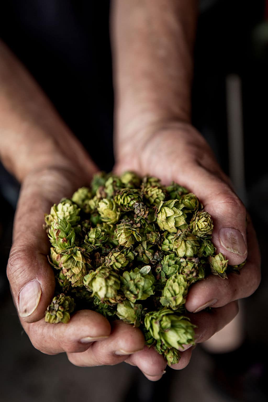 GALLERY - TrailGraze